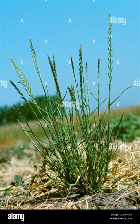 Agriculture Weeds Italian Ryegrass Lolium Multiflorum Aka Annual