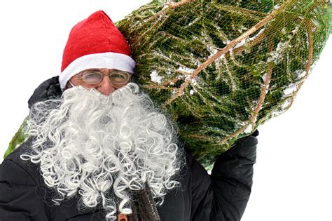 빨간 산타 모자와 흰 수염에 남자 운반에 흰색 절연 포장 크리스마스 트리 12월에 대한 스톡 사진 및 기타 이미지 12월 겨울 계절 Istock