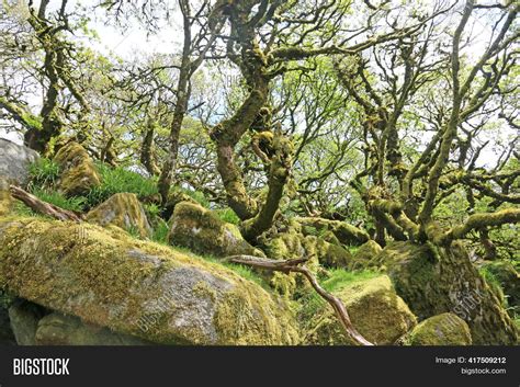 Ancient Oak Trees Image And Photo Free Trial Bigstock