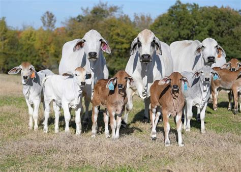 Gkb Cattle Herefords Angus Brangus And Brahman Cattle Registered