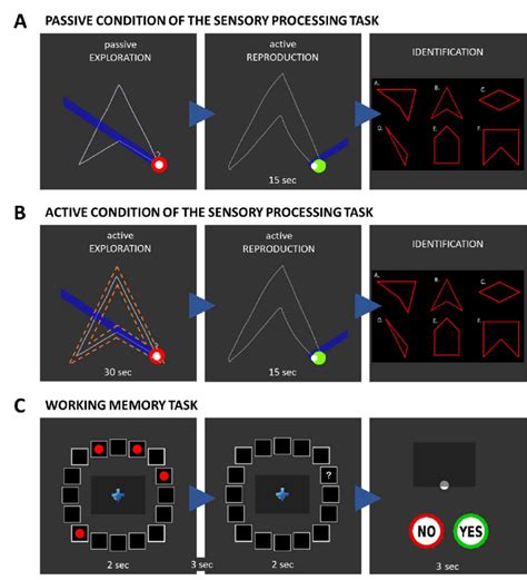 A Passive Condition Of The Sensory Processing Task Left Panel Passive Download Scientific