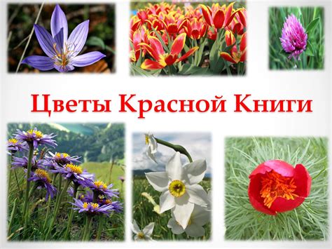 Растения Красной Книги Картинки И Описание Telegraph