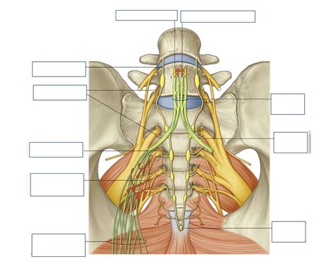 Pelvis N V Visceral Plexus Anterior Quiz