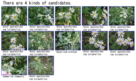 The Image Of Top 15 Of Similarity Ranking Download Scientific Diagram