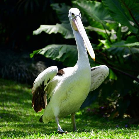 Pelikan Ptak Natura Dzikiej Darmowe zdjęcie na Pixabay Pixabay