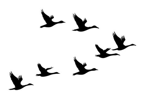 Premium Vector Set Of Silhouettes Of Flying Geese Birds Flock With V