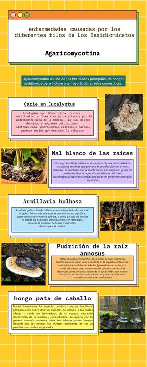 Infografía Oomicetos Fitopatologia General Studocu