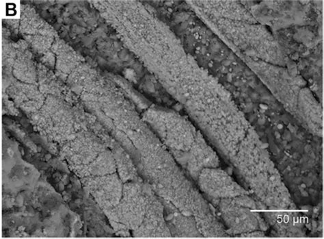 Scientists Find Oldest Fossil Mushroom Realclearscience