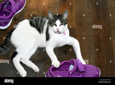 Domestic Tabby Cat Stock Photo Alamy