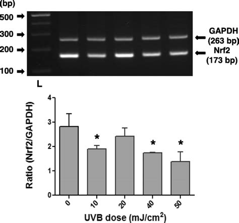 Rt Pcr Analysis Of Nrf2 Mrna Steady State Levels Using Total Rna From Download Scientific