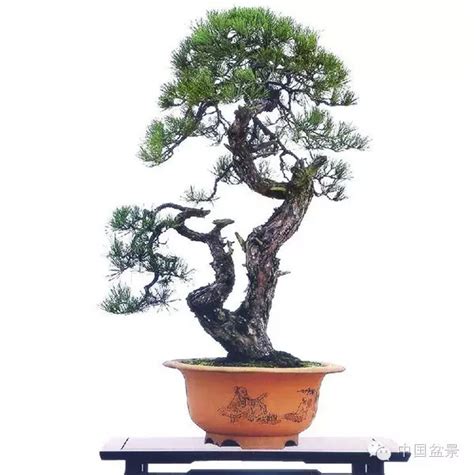 盆景的造型 盆景46种样式 盆景制作大全 大山谷图库