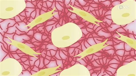 Picrosirius Red Polarization Staining A Technique To Detect Fibrosis