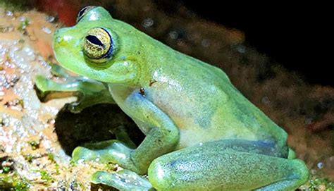 Watch A Glass Frog Get Funky When Mating Croaks Are Too Quiet Futurity