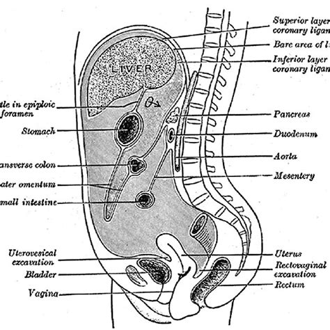 Horizontal Disposition Of The Peritoneum In The Upper Part Of The