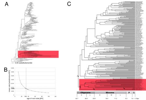 Relaxed Molecular Clock Analysis Of Cyprinids Based On Complete Cytb Download Scientific