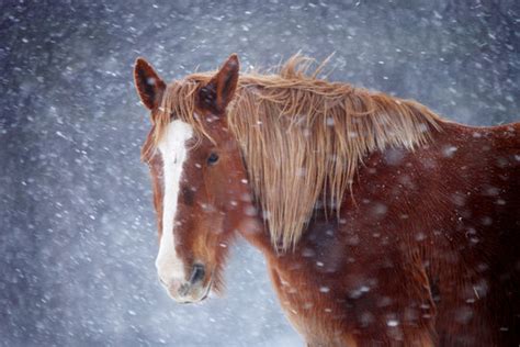 寒立馬の写真素材 1 756件の無料イラスト画像 Adobe Stock