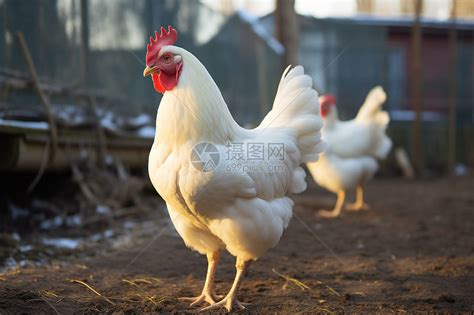 田园中的鸡群高清图片下载 正版图片600743149 摄图网