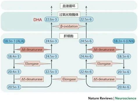 Dha是智商税吗？选择哪种dha更合适？ 知乎