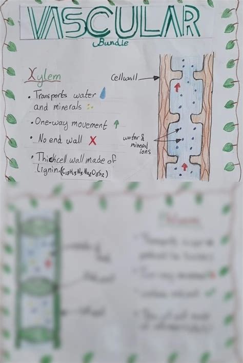 Solution Plant Vascular Bundle Igcse Biology Studypool