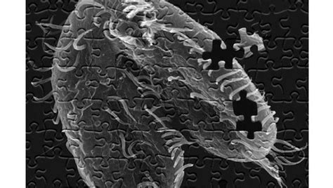 Single Celled Organism Smashes And Rebuilds Its Own Genome Before Sex