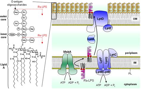 Characterization Of The Two Protein Complex In Escherichia Coli