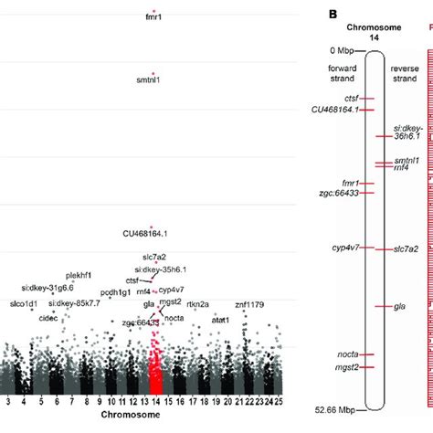 chromosome distribution of de genes a manhattan plot of p values