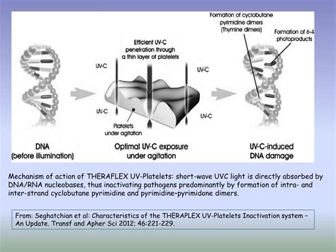 Ppt Bacterial Safety Of Platelets Has The Time For Pathogen
