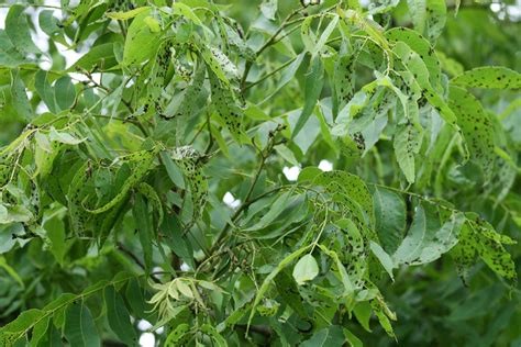 Pecan Scab Leaves Pecan South Magazinepecan South Magazine The