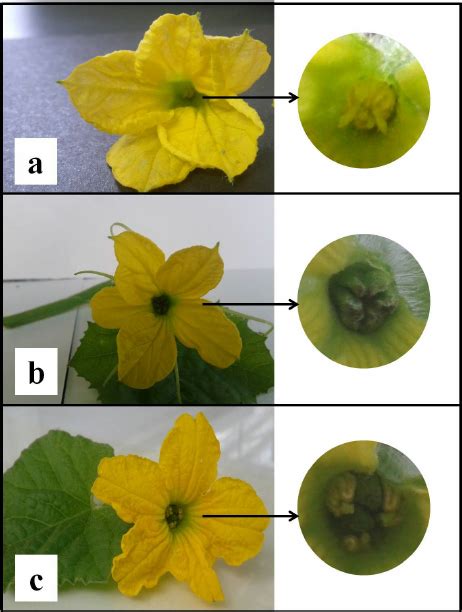 Flower Types In Melon A Staminate Flower With Only Male