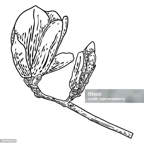 목련 꽃 그림 실제 나무에서 꽃 식물 나뭇 가지의 스케치 흰색 배경에 고립 된 라인 아트와 검은 색과 흰색 목련 꽃의 실제
