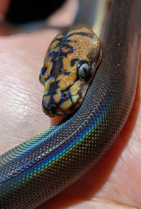 I Adopted A Beautiful Reticulated Python Today R Snakes