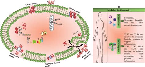 Diagrammatic Representation Of Antimicrobial Peptides Amps Action On