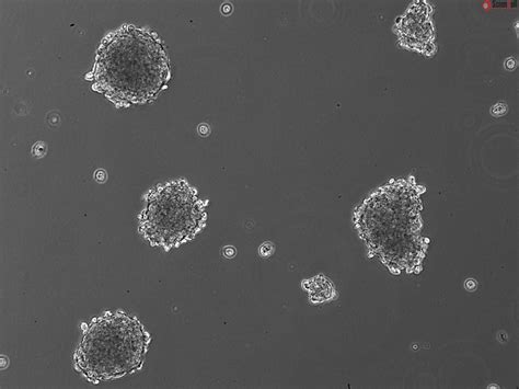 Ready To Use 3d Human Mesenchymal Stem Cell Spheroids