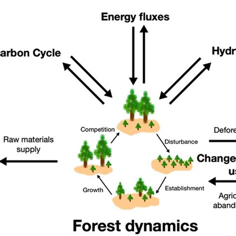 Forest Management Model For Carbon Storage Adapted From 136 Download Scientific Diagram