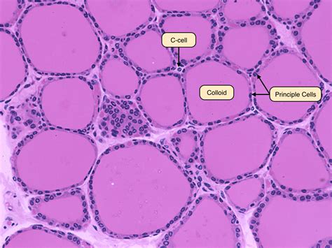 Thyroid Gland Slide Labeled Parafollicular Cells