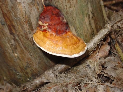 Fancy Cap By Ygrain33 On Deviantart