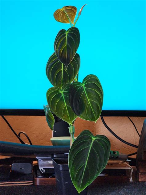 Finally Got A Philodendron Melanochrysum R Philodendron