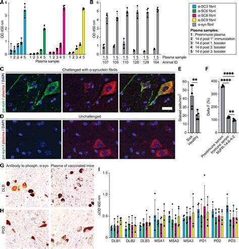 Vaccination With Structurally Adapted Fungal Protein Fibrils Induces