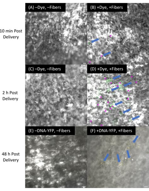 Video Author Spotlight Unlocking Plant Transformation By Innovating With Carbon Nanofiber Arrays