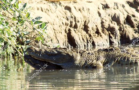 Nile Crocodiles Crocodylus Niloticus Mating Turgwe Editorial Stock