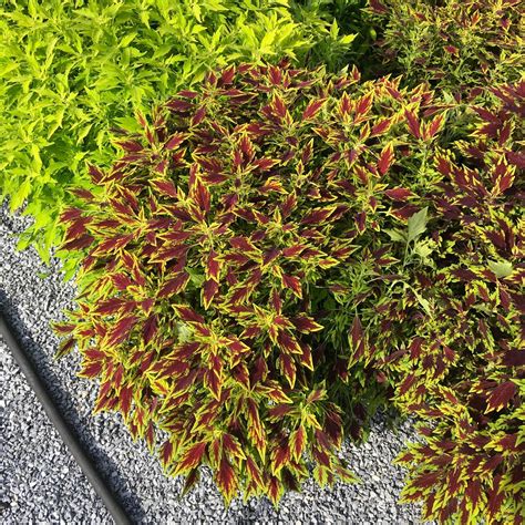 Flamethrower™ Serrano Coleus Solenostemon Scutellarioides Uf15 6 28