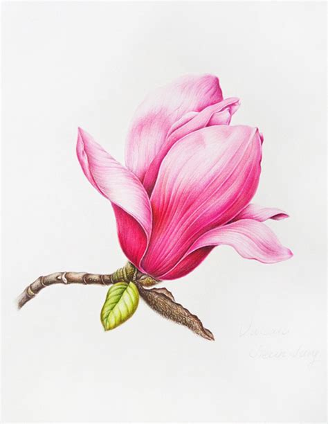 색연필로 완성하는 식물 세밀화 2기 모집