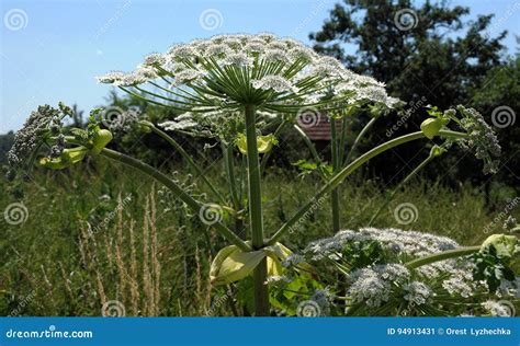 Poisonous Plant Cow Parsnip Sosnowski 2 Stock Image Image Of Plant Green 94913431