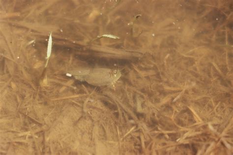 Researchers Looking At Methods For Managing Tadpole Shrimp In Rice