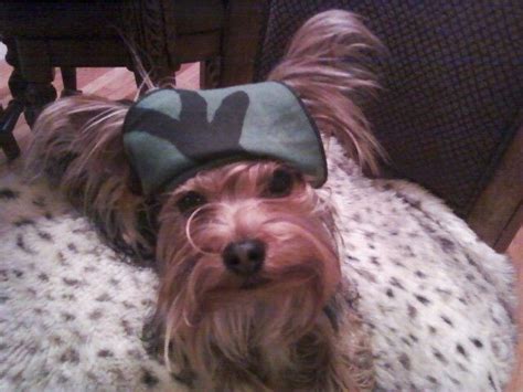 York In The Hood Lol Yorkie Terrier Lol