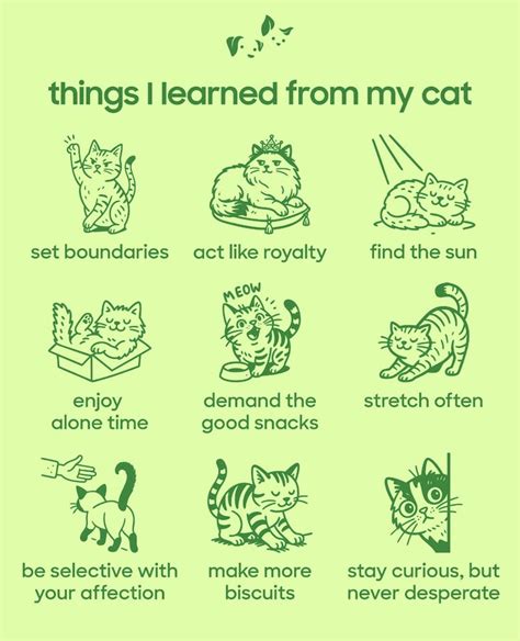Things I Learned From My Cat In 2025 Huisdier Tips Katten Huisdier