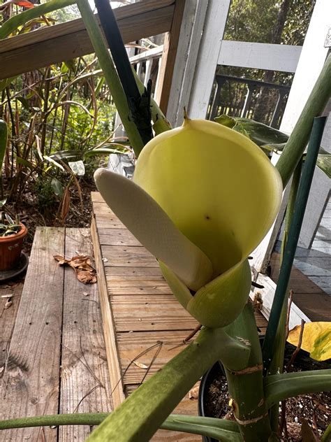 Hot Single Philodendrons In Your Area Rdildont