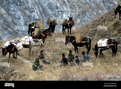 Chinese Workers Rest Amongst Their Mules Carrying Baskets Of Gravel