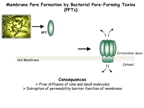 Bt Toxin Science Everything You Want To Know About Why Its Not S