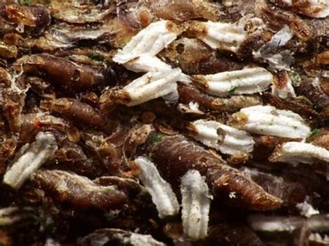 Chilocorus Bugs For Bugs